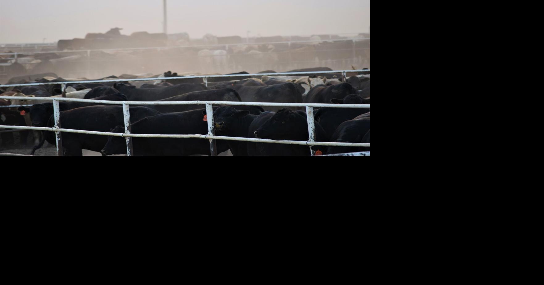 The Effects of Dust on Feedlot Health and Production of Beef Cattle ...