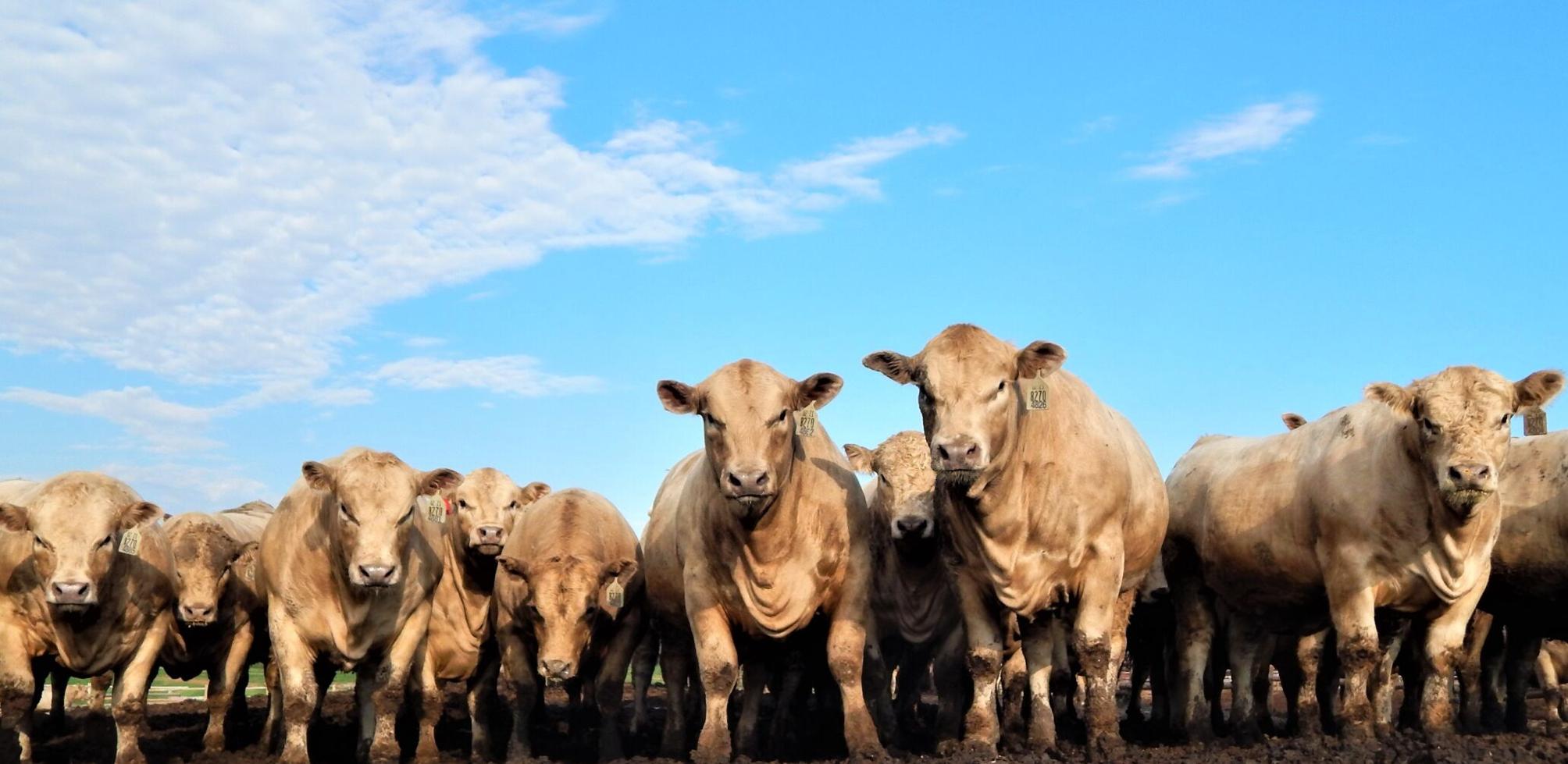 What Implants Can I Use for Cattle on My Operation? Finishing | Feedlot ...
