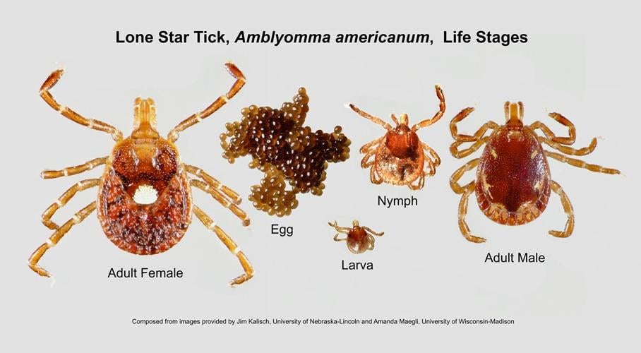 Practice Tick Safety To Avoid Getting An Allergy To Red Meat Beef