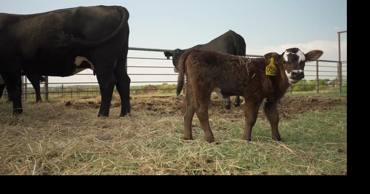 Managing Your Herd During the Drought | Multimedia | feedlotmagazine.com