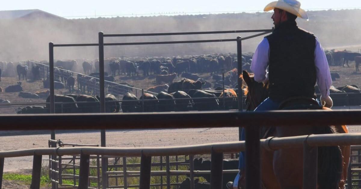 August 2020 | Sponsored | feedlotmagazine.com