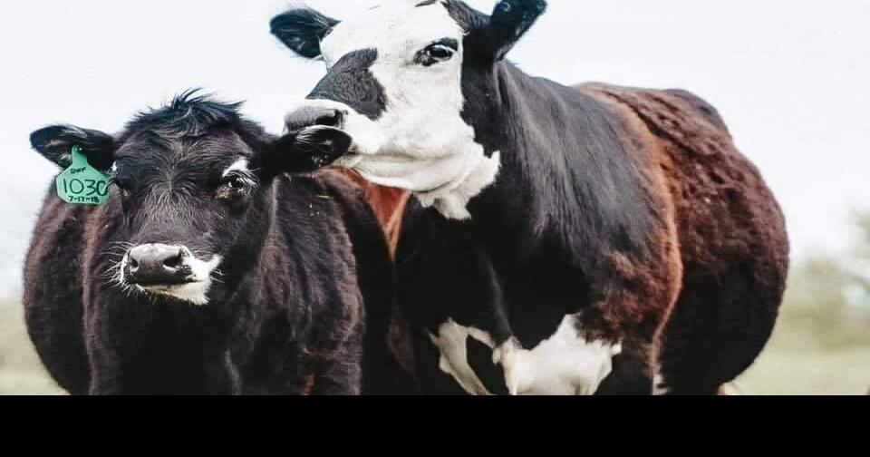 Oklahoma Cattle Market Summary | Industry News | feedlotmagazine.com