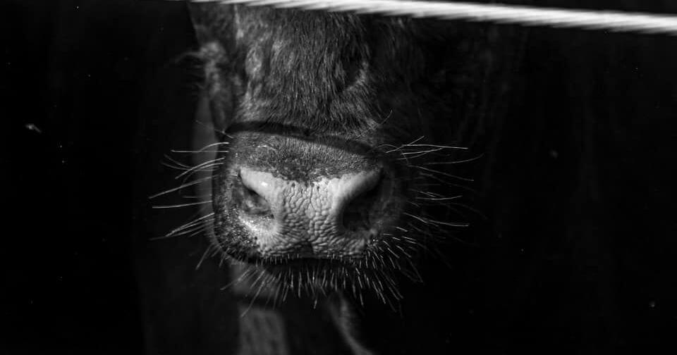Brain Invasion of Bovine Coronavirus: Molecular Analysis of Bovine ...
