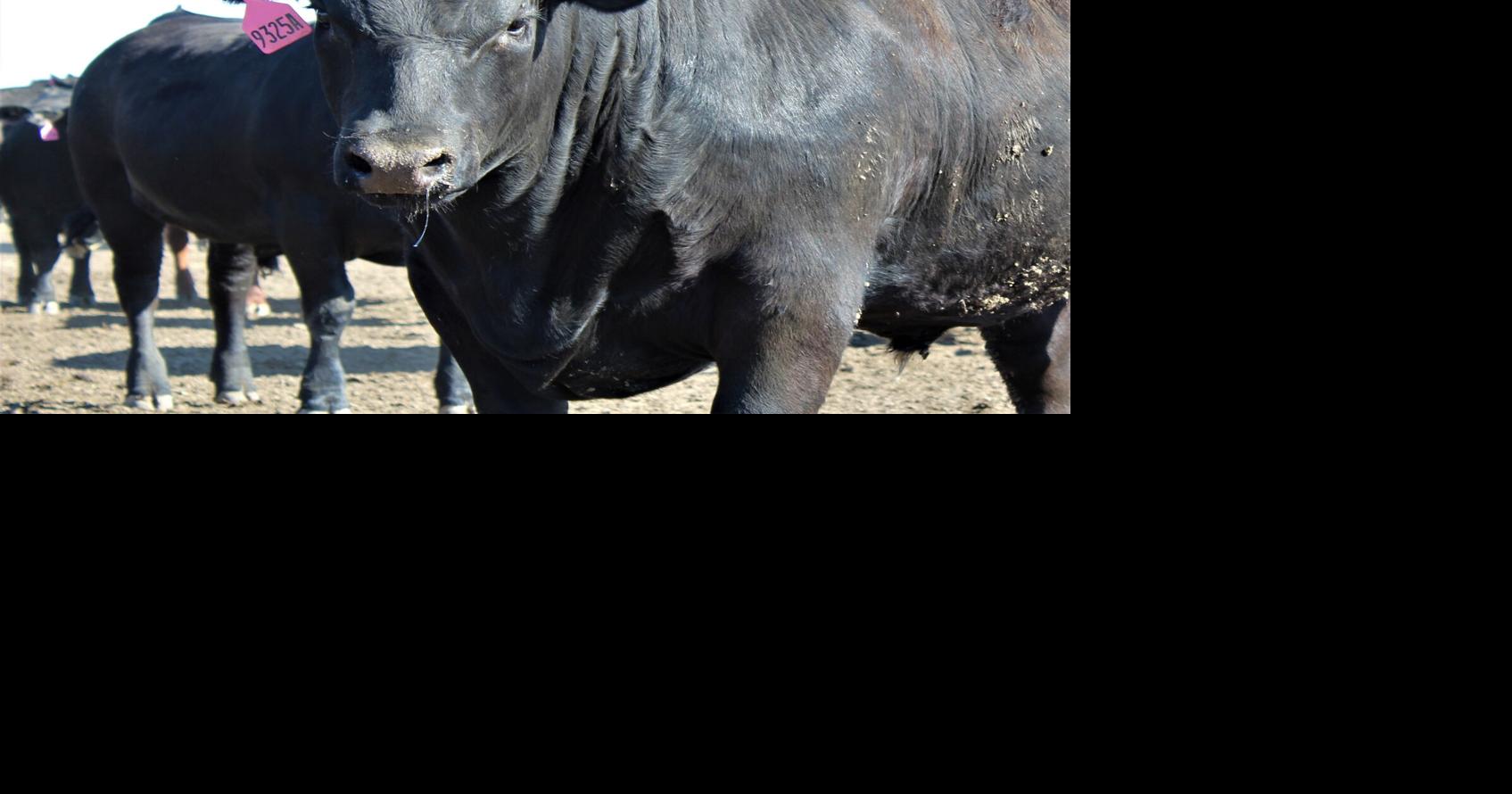 CattleFax Forecasts Continued Producer Profitability with Herd ...