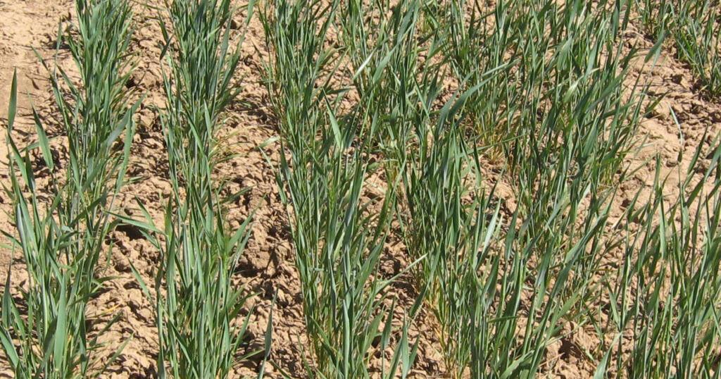 Timely Rainfall Helps Cool-Season Crops Establish Before Winter ...