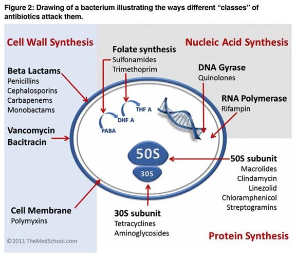 Why Antibiotics Appear to Fail Hint: It’s probably not the drug’s fault ...