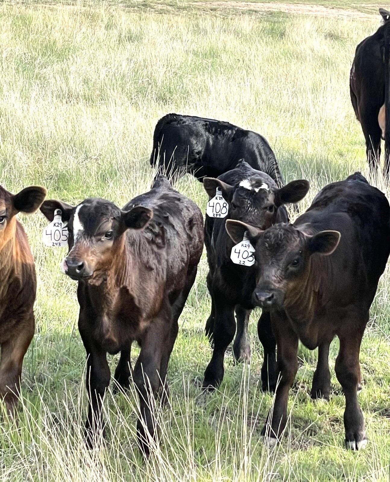 Bovine Coccidiosis-Frequently Asked Questions | Cow/Calf Corner ...