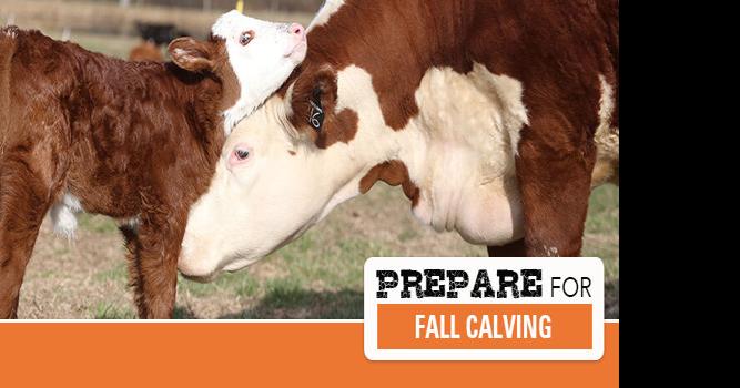 Prepare for Fall Calving | News | feedlotmagazine.com