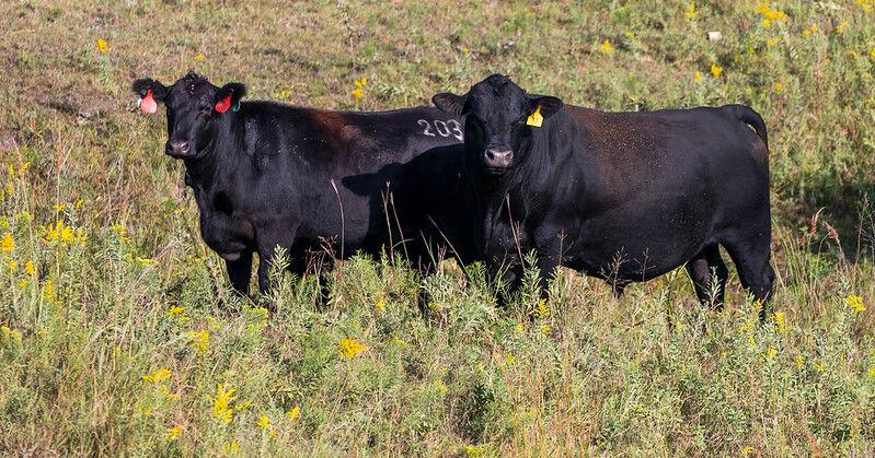 Trichomoniasis: A Tricky Cause of Reproductive Failure in Beef Cattle ...