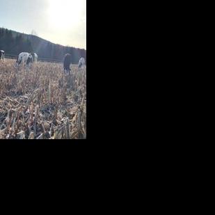 Grazing Corn Stalks with Beef Cattle | Cow/Calf Corner ...