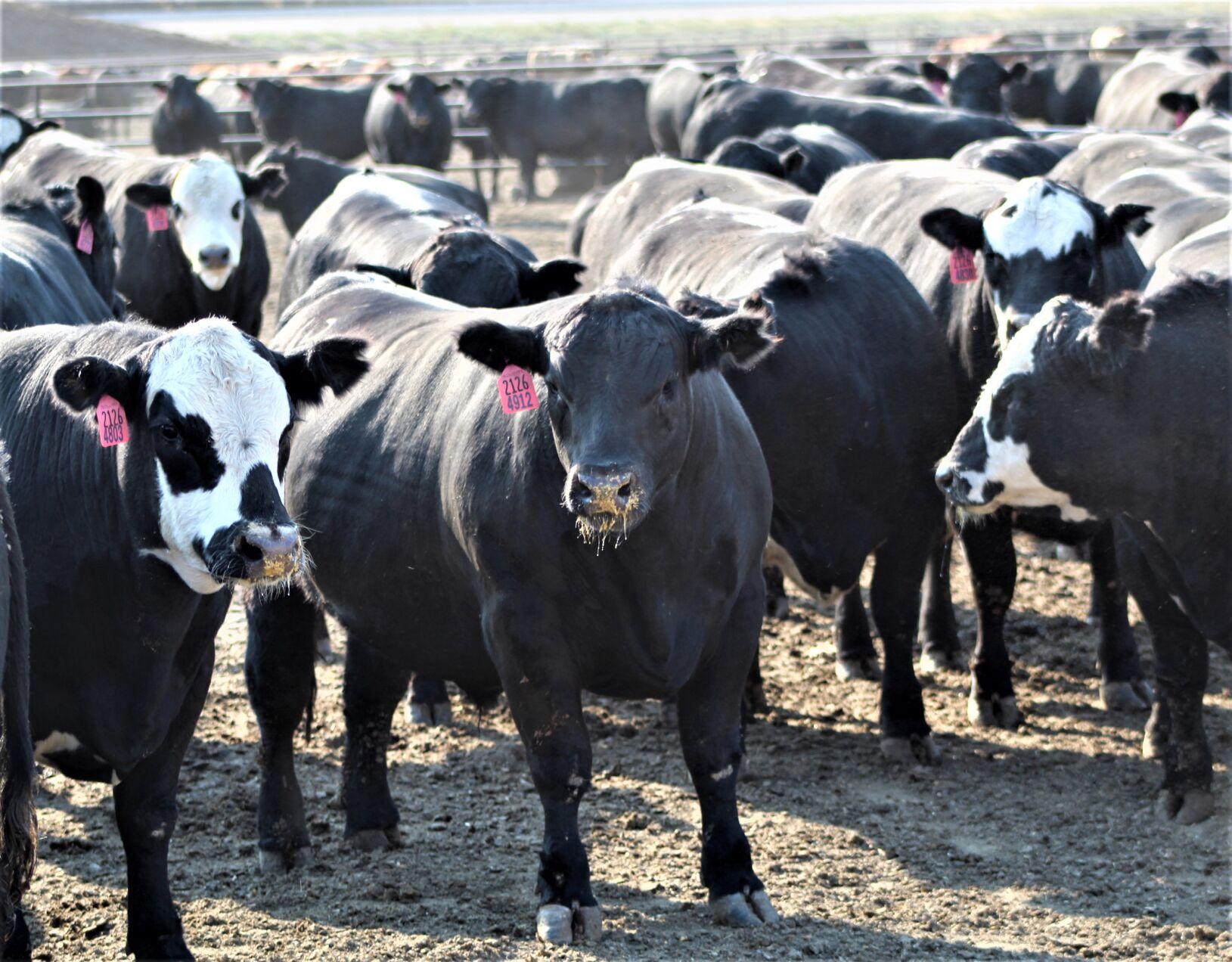 Liver Abscesses in Feedlot Cattle | Feedlot Special | feedlotmagazine.com