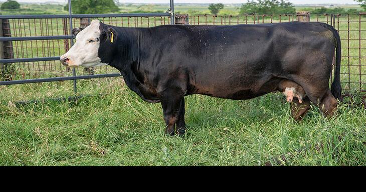 Dressing percentage has major impact on cull cow marketing | Cow/Calf ...