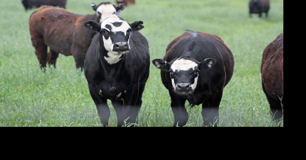 Sustainable Internal Parasite Control in Cattle | Management ...