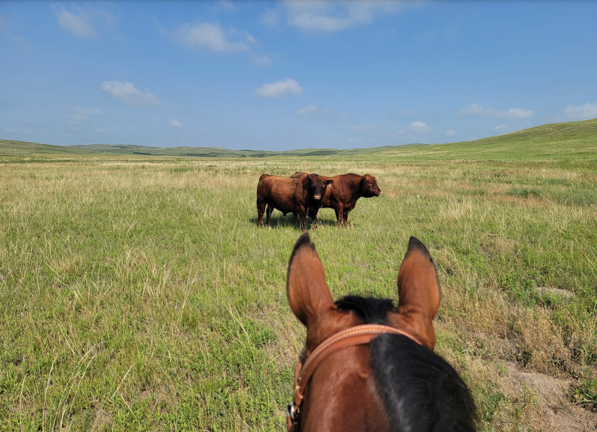 Consequences of Scrotum Frostbite in Beef Bulls | Cow/Calf Corner ...