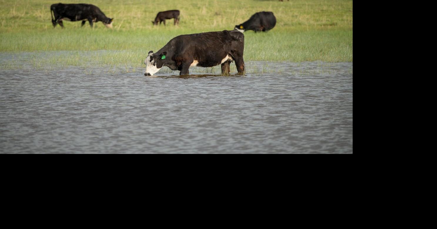 Managing Heat Stress in Cow-Calf Operations | Cow/Calf Corner ...