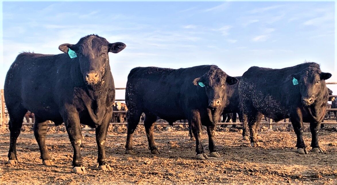 Moldy Feed and the Potential Effects on Cattle | Management ...