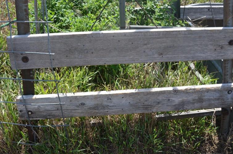 Stable Flies on Pastured Cattle | Cow/Calf Corner | feedlotmagazine.com