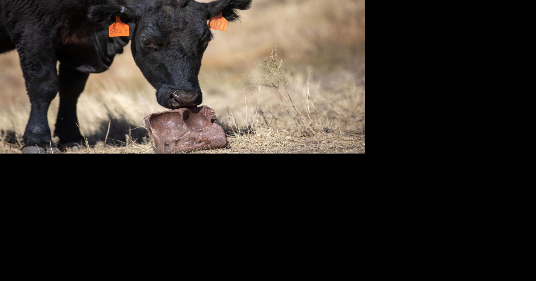 Selecting Free-Choice Supplementation for Grazing Cattle and Achieving ...
