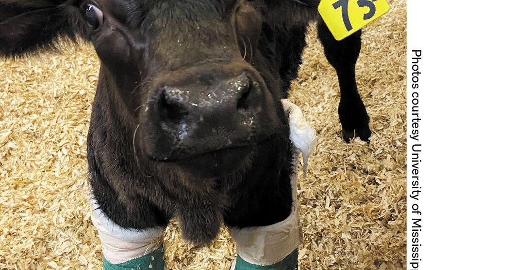 calf front leg problems