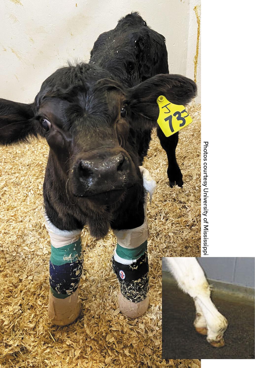 Managing Contracted and Lax Tendons in Newborn Calves | Cow/Calf Corner ...