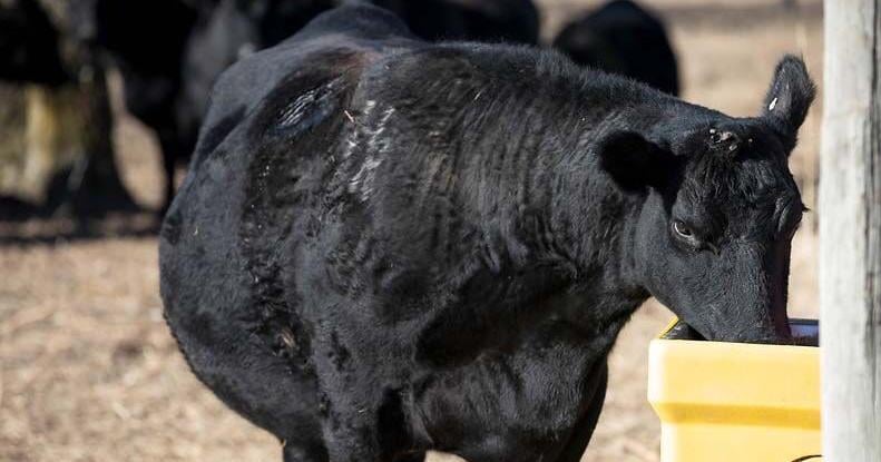 Weather and Water Intake in Beef Cattle | Cow/Calf Corner ...