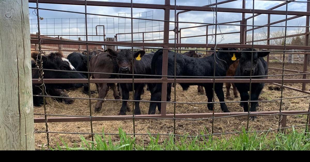 Managing Earlier Weaned Calves | Cow/Calf Corner | feedlotmagazine.com