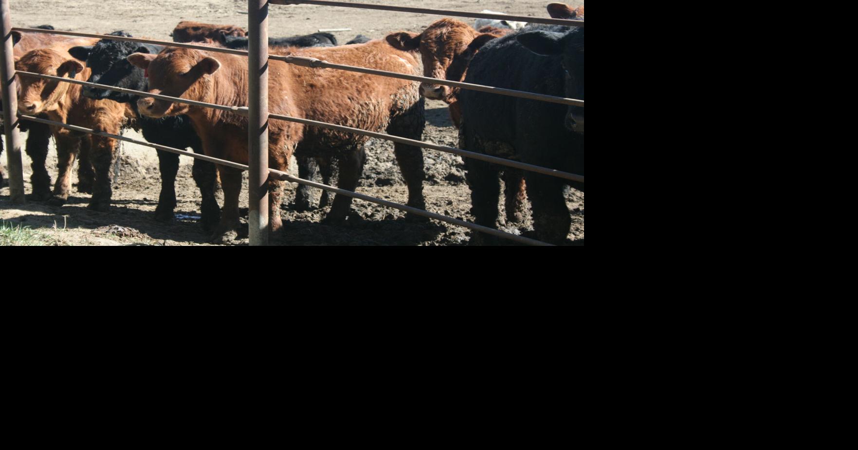 NDSU Cattle Backgrounding Program Set for Nov. 6 | Stocker Special ...