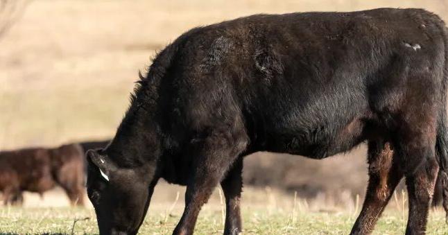 It’s Time for a New Approach to Internal Parasites in Cattle | Cow/Calf ...