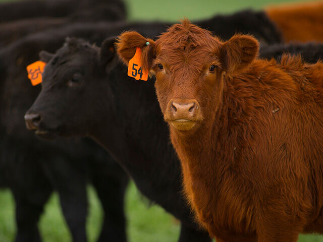 OSU Cooperative Extension Hosting Cow Calf Boot Camp to be held in ...