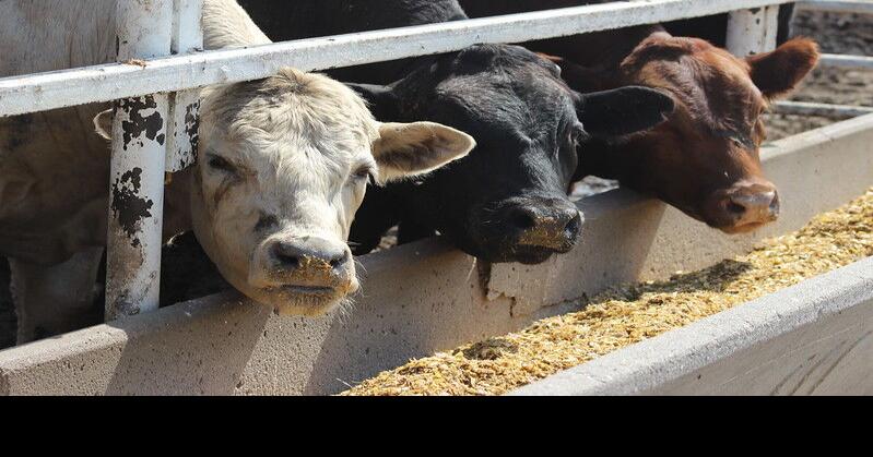 Possible Connection Between Liver Abscess Pathogens﻿ and the Hindgut ...