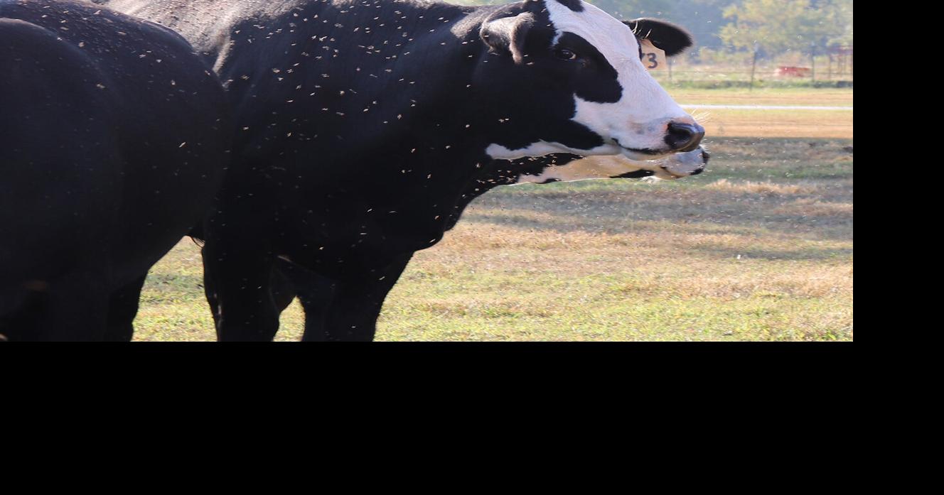 Managing Pinkeye in Cattle | Cow/Calf Corner | feedlotmagazine.com