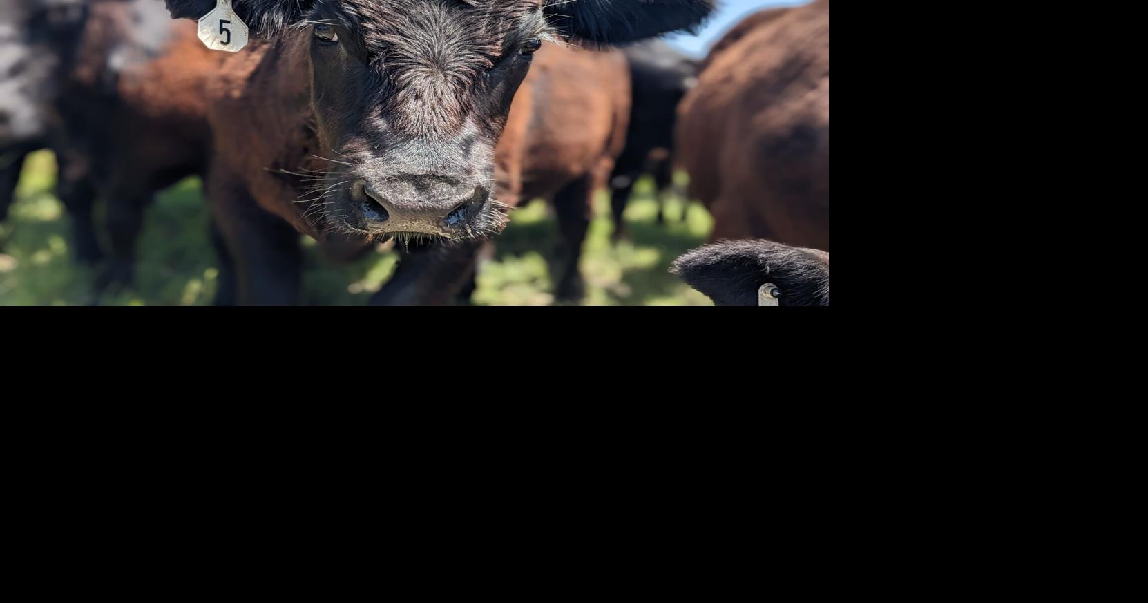 Increasing the Resilience of the Beef Cattle Supply: 2. Impact of ...