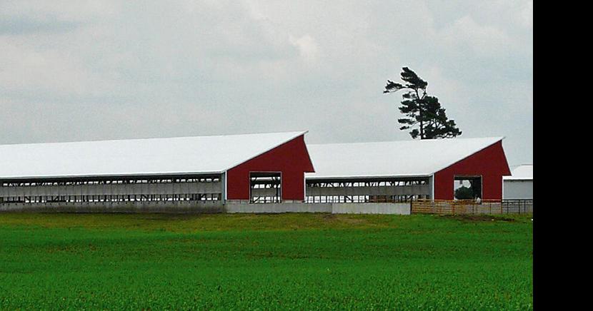 Lessons Learned Feeding Cattle Under Roof | Feedlot Special ...