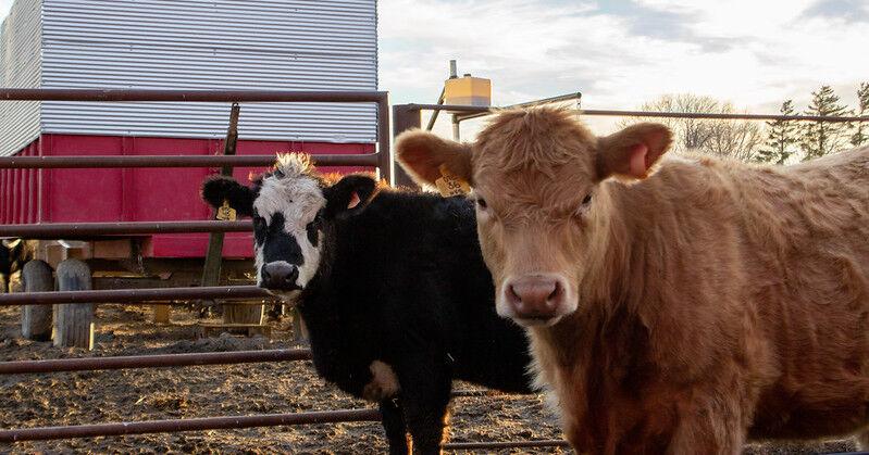 Plan for Backgrounding Weaned Calves | Cow/Calf Corner ...