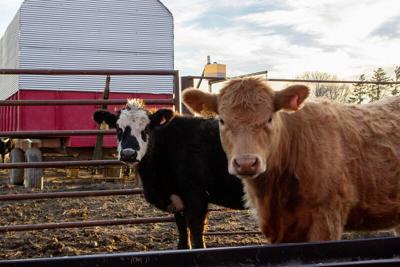Plan for Backgrounding Weaned Calves | Cow/Calf Corner ...