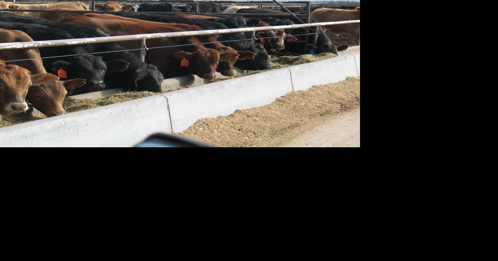 Battling Feedlot Mortality | Feedlot Special | feedlotmagazine.com