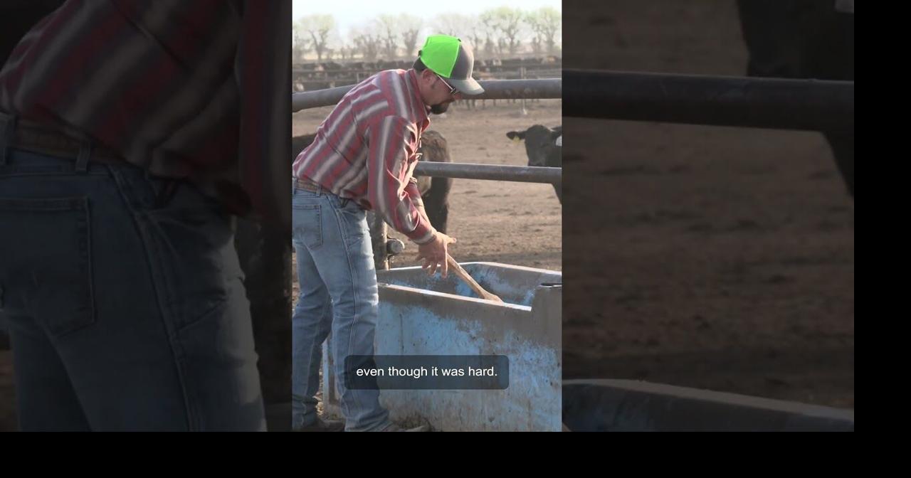 Passion for the Cattle Feeding - Triangle H | Multimedia ...