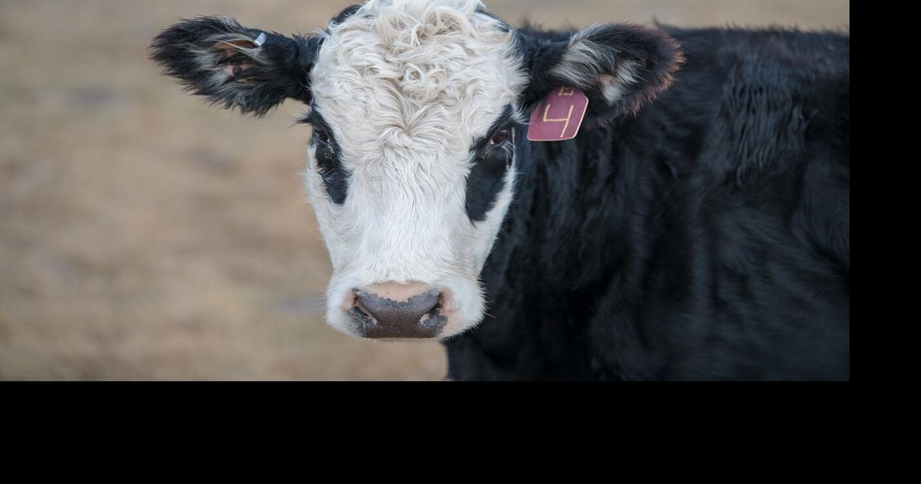 Soybean Stubble for Cows | Cow/Calf Corner | feedlotmagazine.com