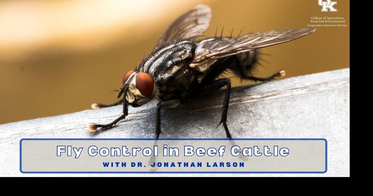 Fly Control in Beef Cattle | Multimedia | feedlotmagazine.com