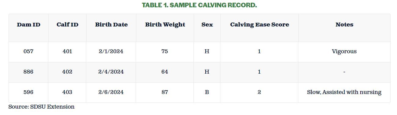 Calving Records 101 | Management | feedlotmagazine.com