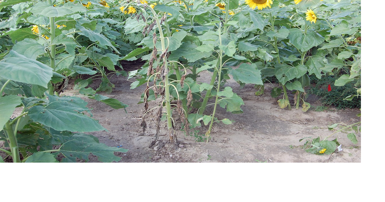 Crops to Cattle to be Focus of Annual Extension Event | Industry News ...