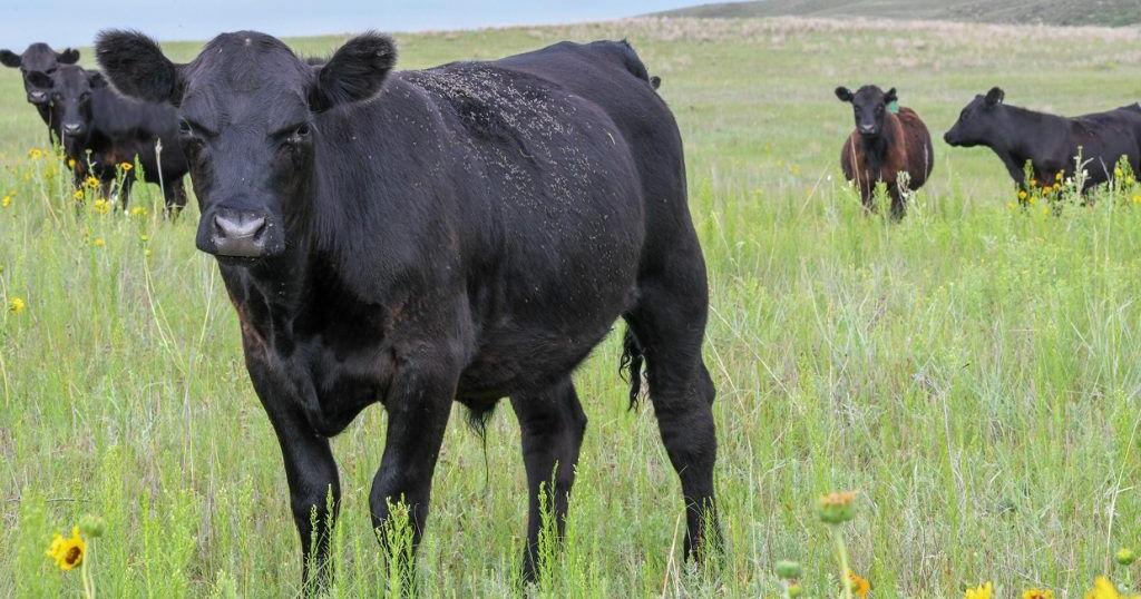 Livestock Veterinarian and Entomologist Share Insights, Proven Fly and ...