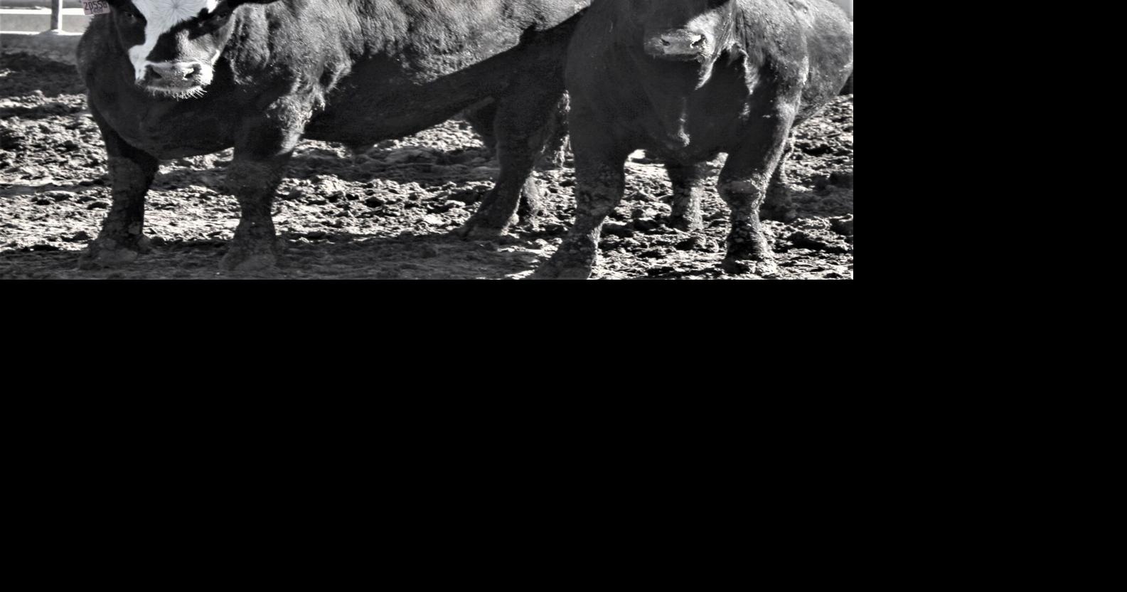 Bovine Respiratory Disease in Our Best Cattle During Finishing ...