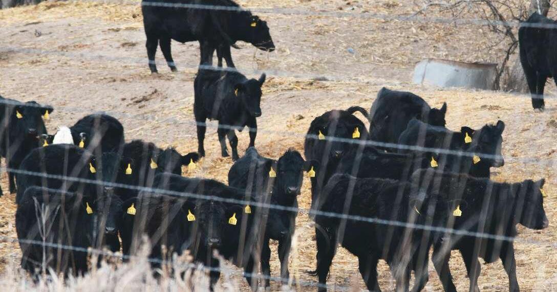 Why Reputation Cattle Matter in the Feedlot | Feedlot Special ...
