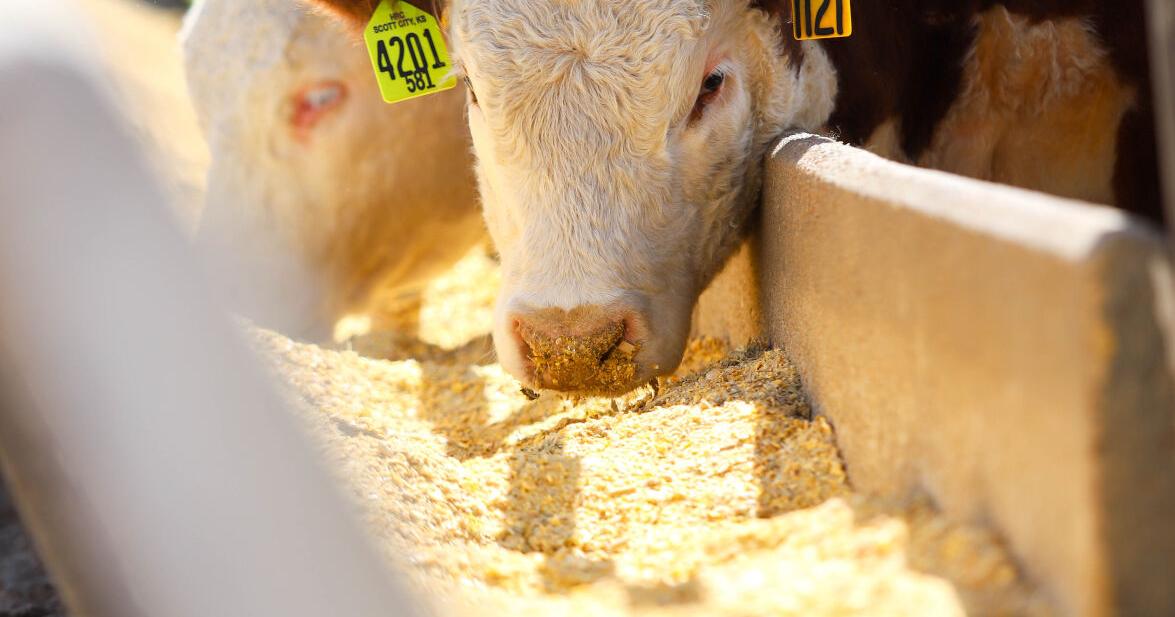 Cattle Prices Adjusted, Remain Historically High | Feedlot Special ...