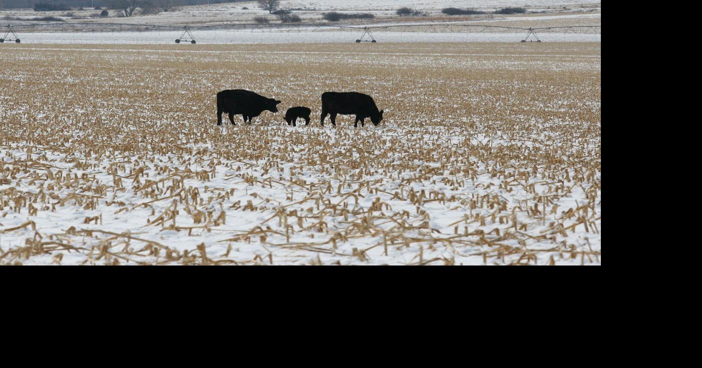 Meeting the Nutrient Demands of Cows Grazing Cornstalks | Cow/Calf ...