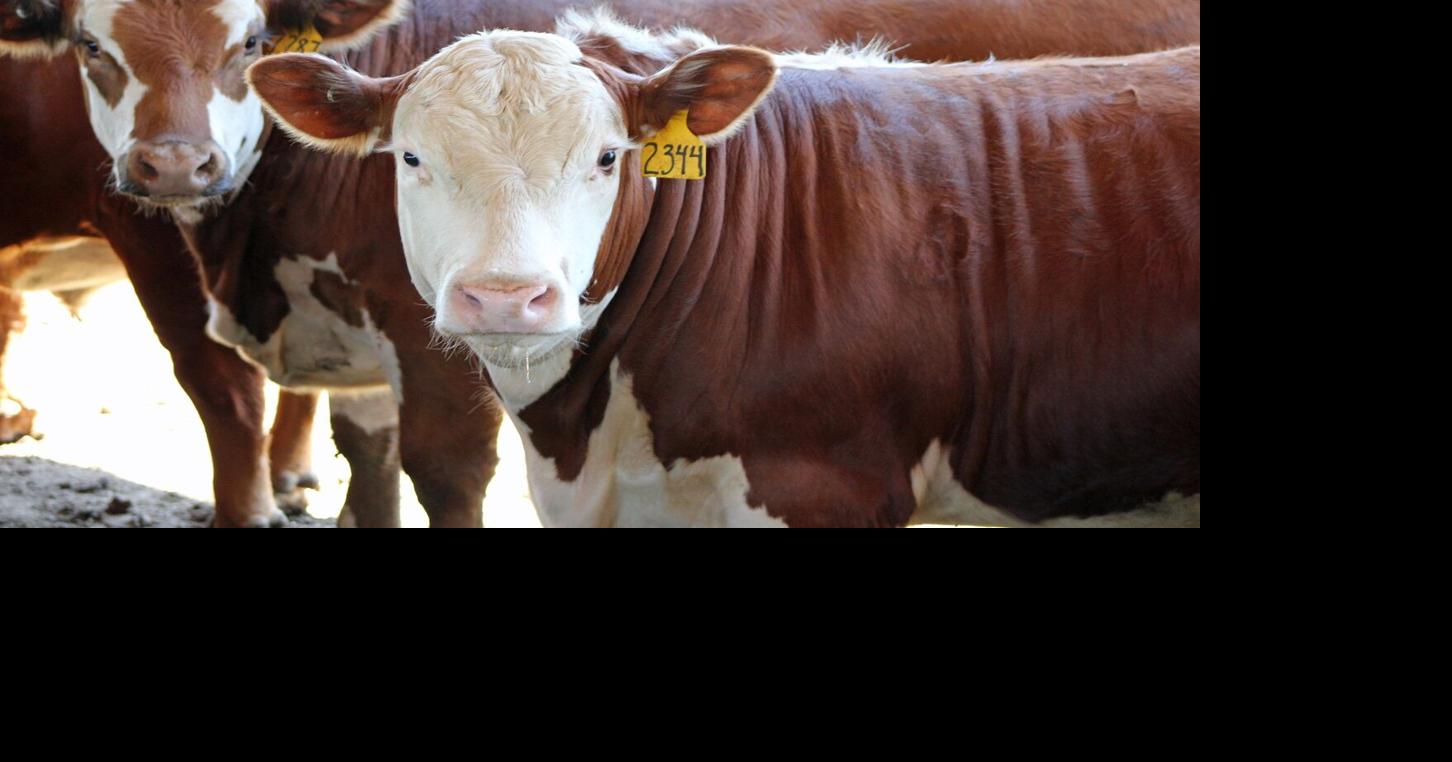 Foreign Animal Disease: Implications for Traceability | News ...