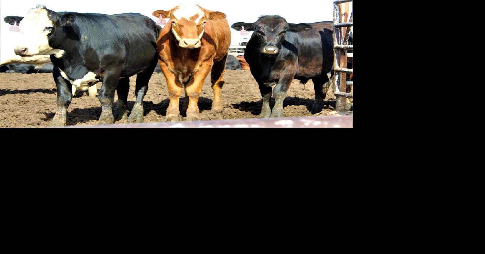 The Real Cost of Shipping Fever and What You Can Do About It | News ...