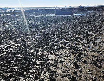 Beyond the Basics: The Critical Role of Bunk Design in Cattle Feeding ...