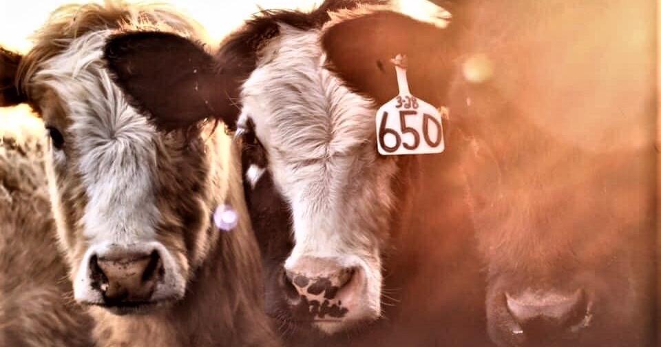 The Links Between Cow-Calf, Stocker, and Feedlot Segments of the Beef ...